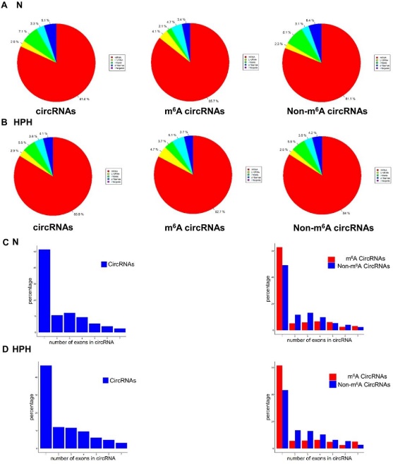 HPH模型中circRNA的m6A修饰 – circRNA论坛
