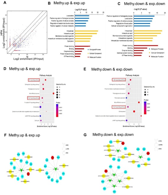 HPH模型中circRNA的m6A修饰 – circRNA论坛