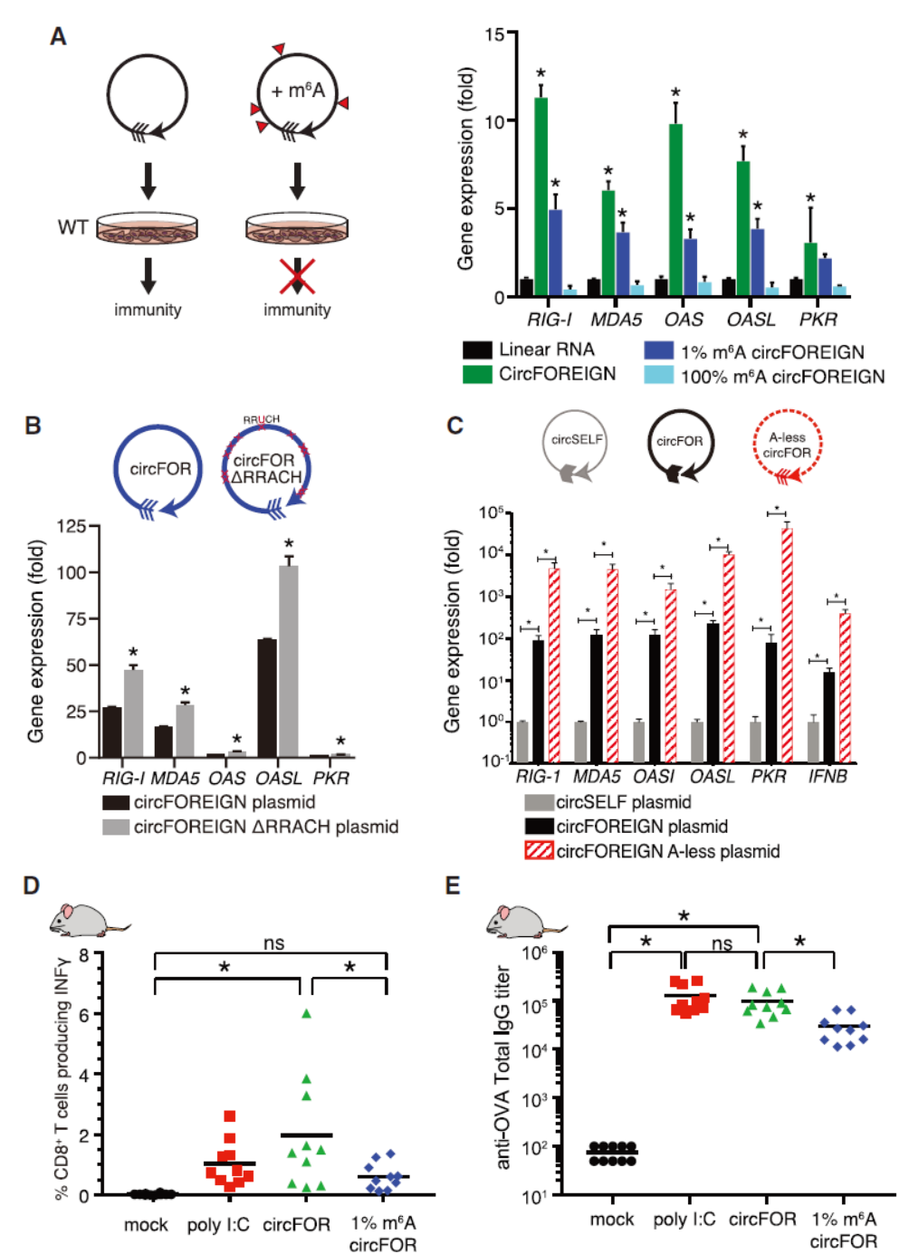 Molecular Cell m6A修饰的环状RNA不诱发免疫效应 – circRNA论坛