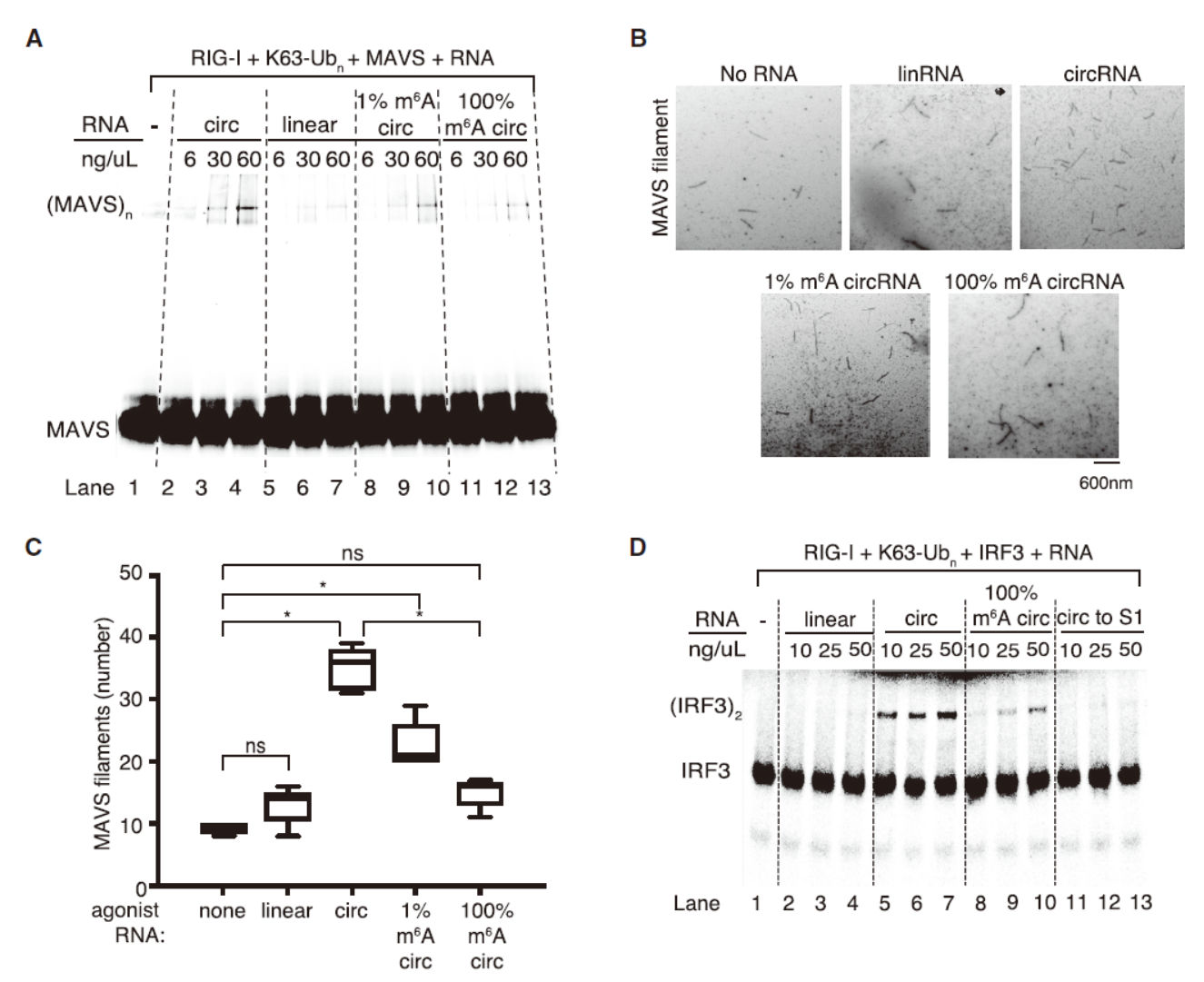Molecular Cell m6A修饰的环状RNA不诱发免疫效应 – circRNA论坛