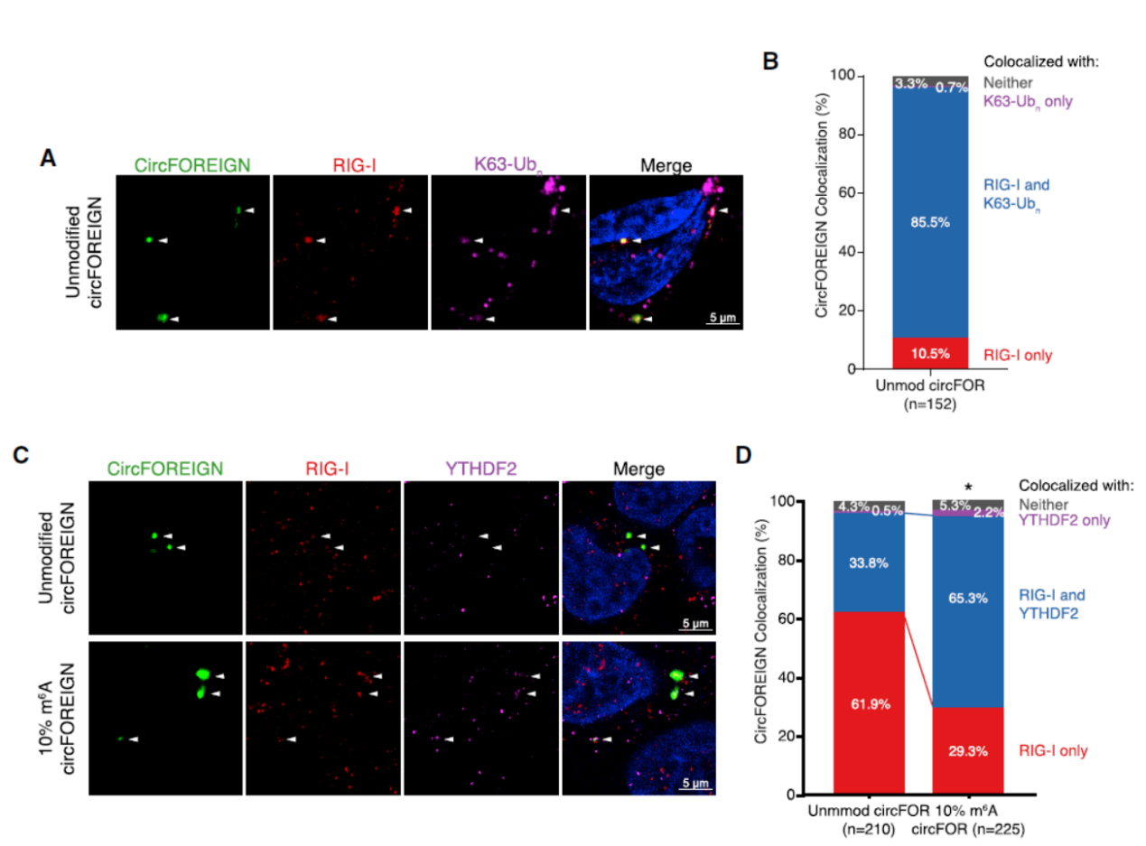 Molecular Cell m6A修饰的环状RNA不诱发免疫效应 – circRNA论坛