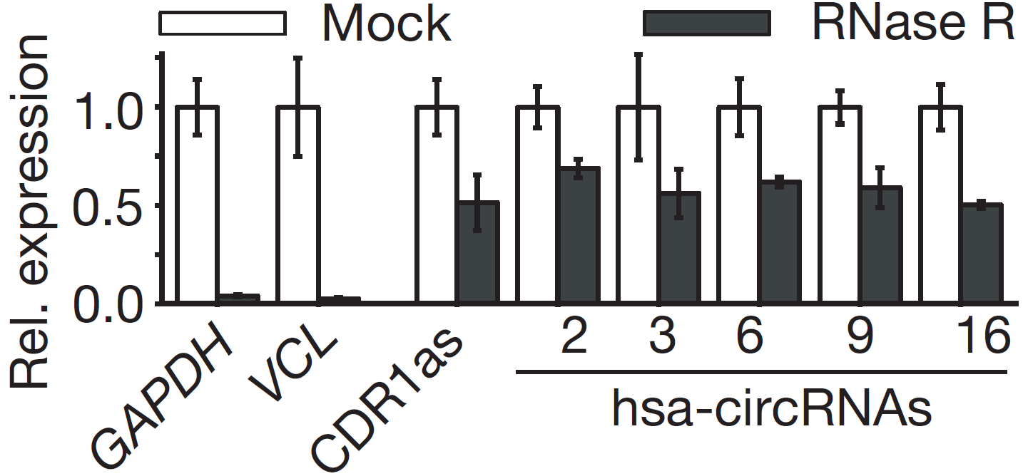 RNase R使用攻略 – circRNA论坛