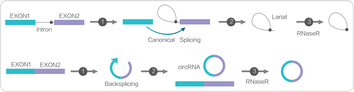 隔壁实验室都在用RNase R，我却对它还有疑问 – circRNA论坛