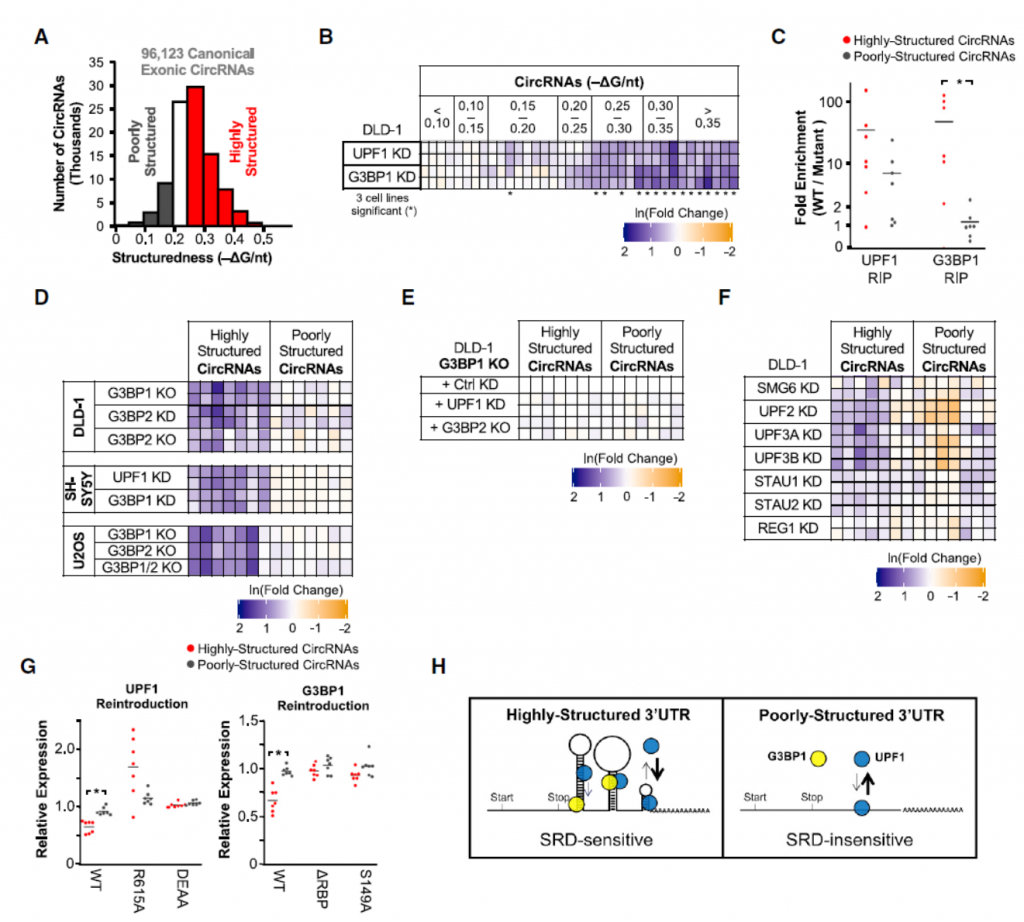 Molecular Cell：RNA降解的新机制，对circRNA也起作用 – circRNA论坛