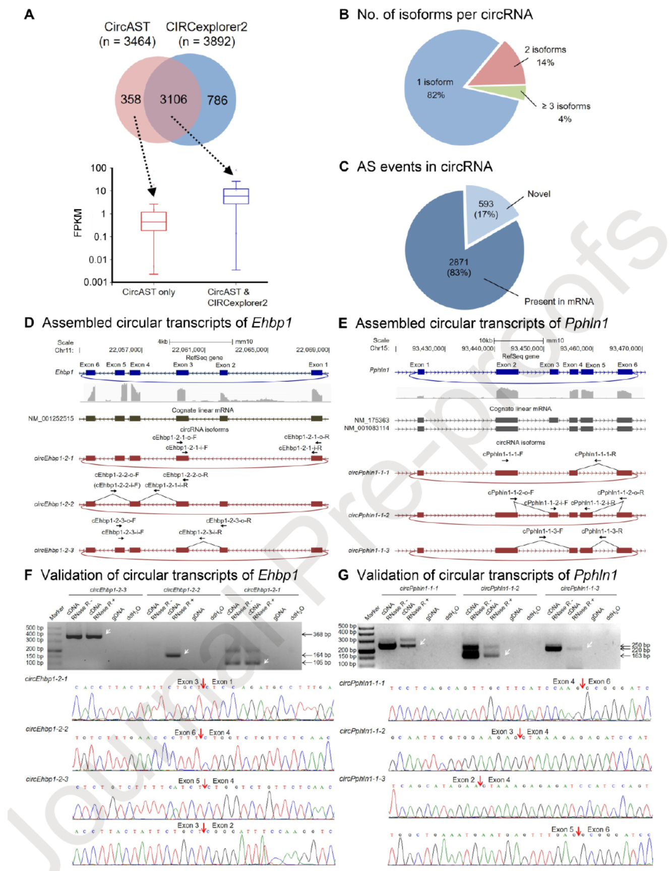 如何分析circRNA全长？新工具circAST来帮你 – circRNA论坛