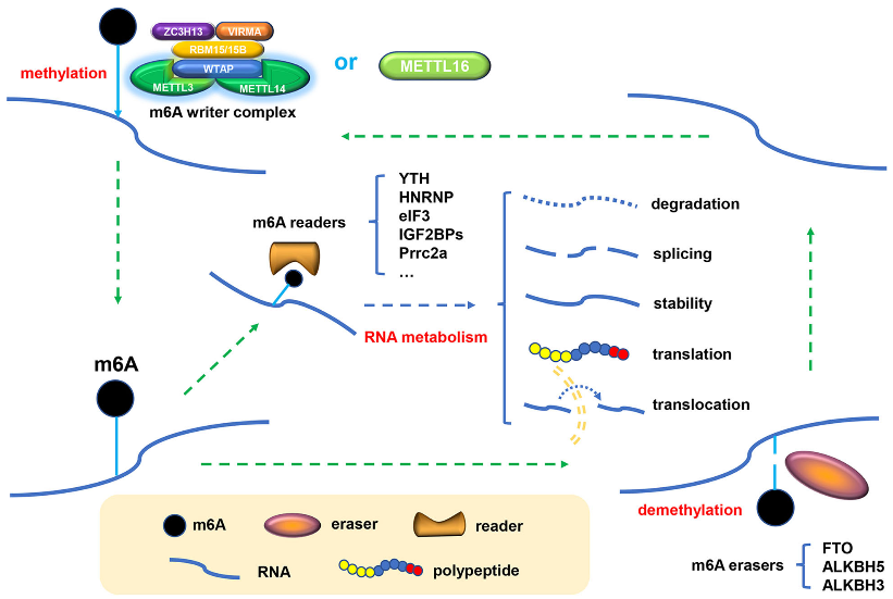 Molecular Cancer综述 circRNA的m6A修饰及其作用 – circRNA论坛