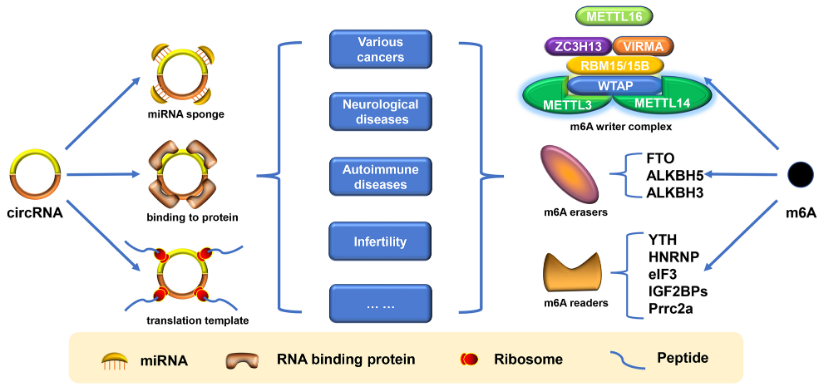 Molecular Cancer综述 circRNA的m6A修饰及其作用 – circRNA论坛