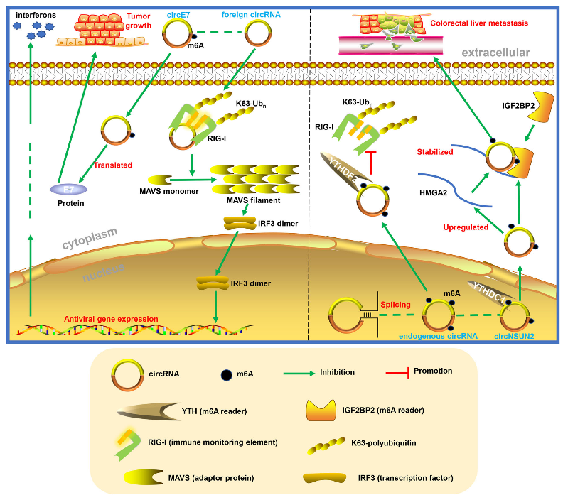 Molecular Cancer综述 circRNA的m6A修饰及其作用 – circRNA论坛