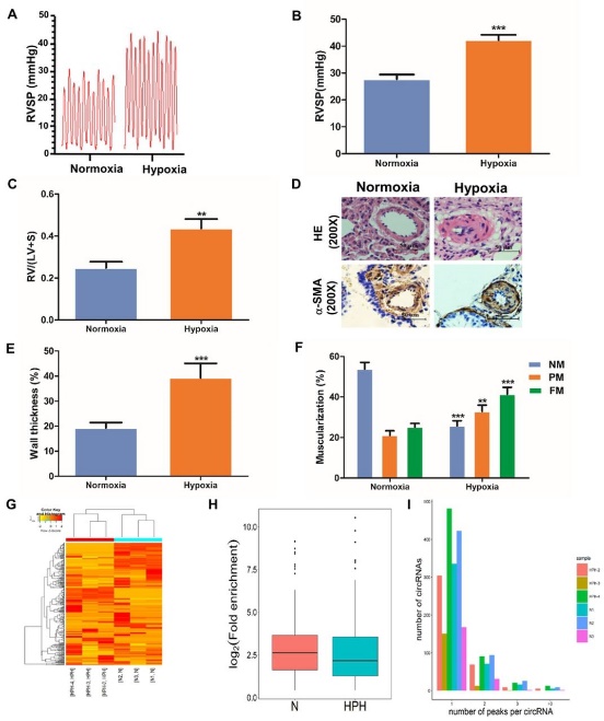 HPH模型中circRNA的m6A修饰 – circRNA论坛