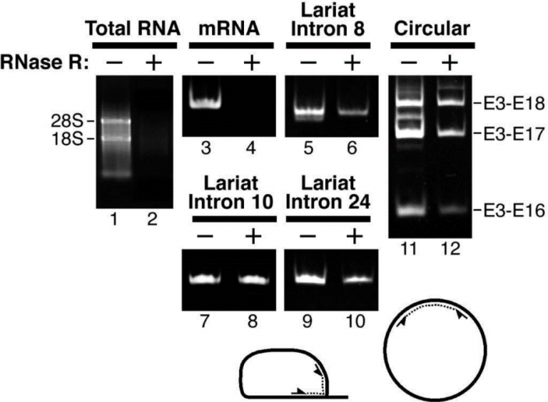 以RNase R鉴定或富集circRNA – circRNA论坛