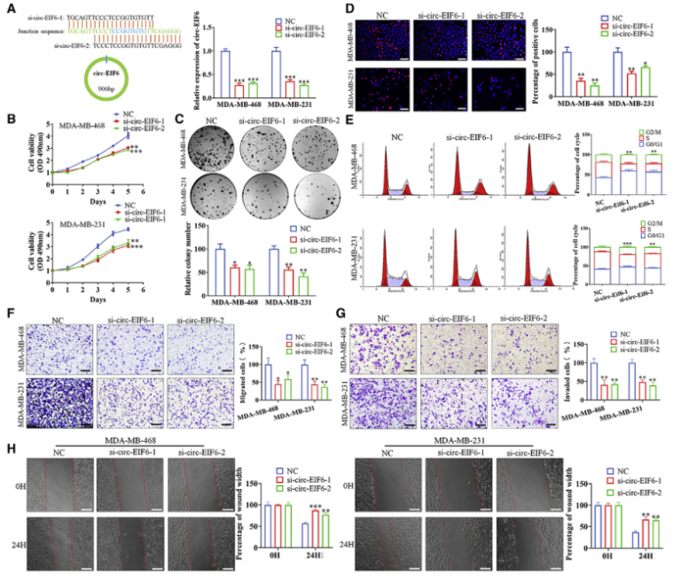 Mol Ther | 蛋白编码环状RNA circ-EIF6通过编码新肽促进三阴性乳腺癌的进展 – circRNA论坛