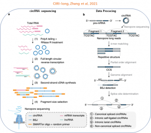 环状RNA十周年 | 测序技术篇 – circRNA论坛
