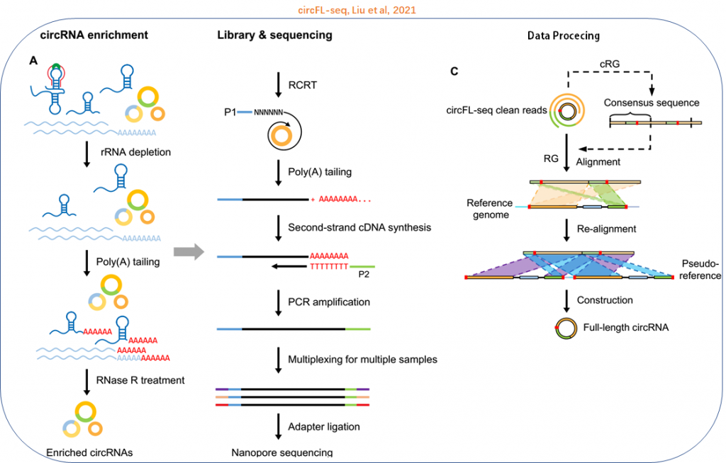 环状RNA十周年 | 测序技术篇 – circRNA论坛