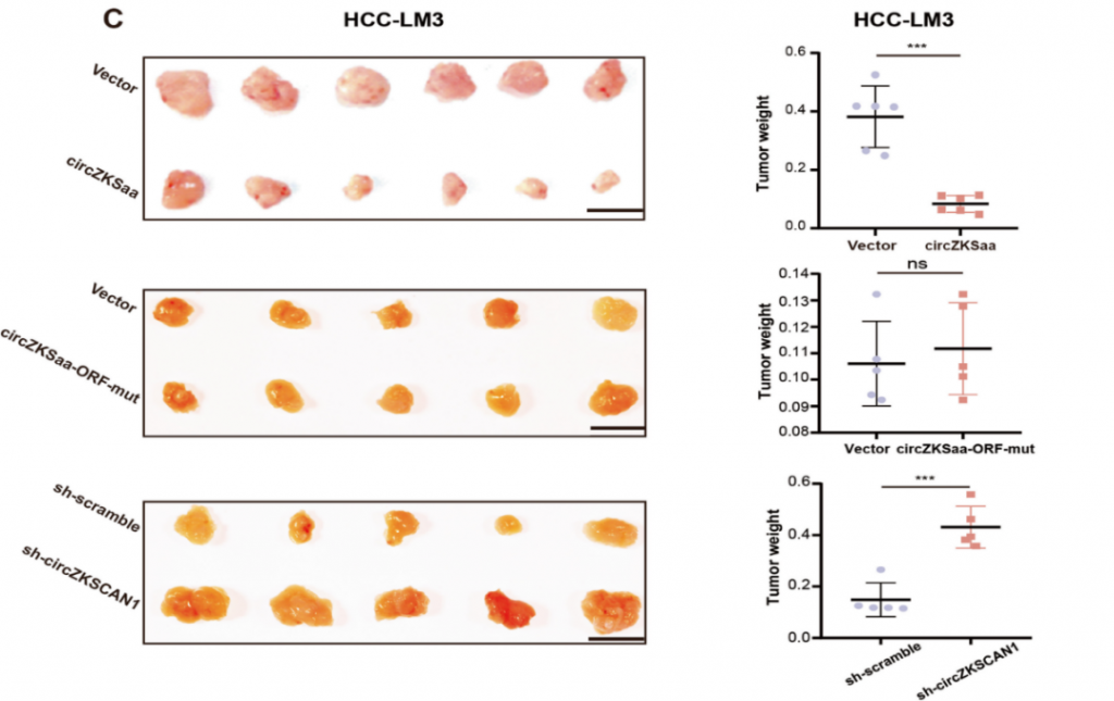 IF41.444！circRNA通过编码多肽抑制肝细胞癌，为肝癌早期诊疗提供帮助 – circRNA论坛