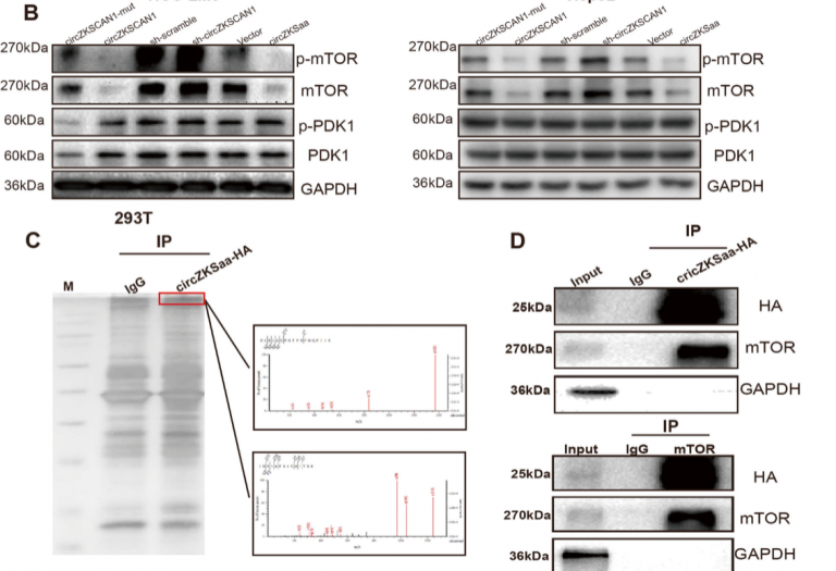 IF41.444！circRNA通过编码多肽抑制肝细胞癌，为肝癌早期诊疗提供帮助 – circRNA论坛