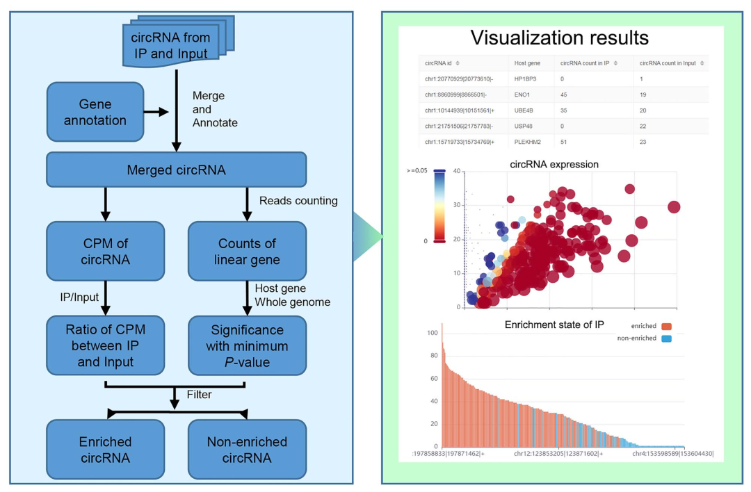 circRIP：识别环状RNA-RBP相互作用的工具 – circRNA论坛