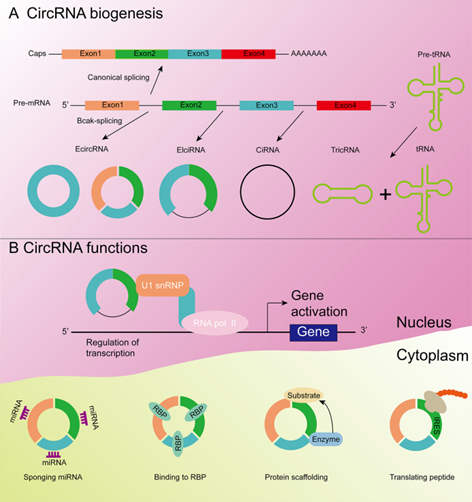 circRNA研究汇总｜20230320-0326 – circRNA论坛