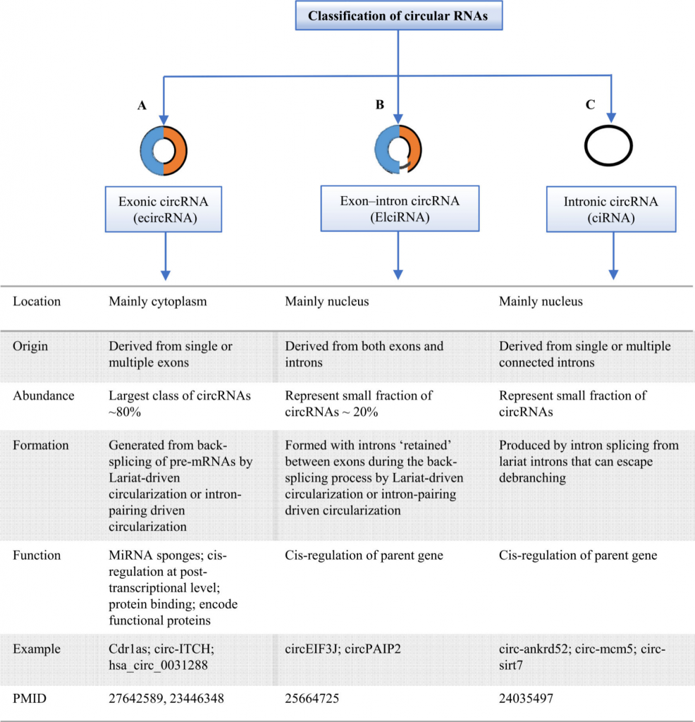 Pharmacol Ther丨杨晓峰教授综述circRNA在心血管和代谢性疾病中的研究进展 – circRNA论坛