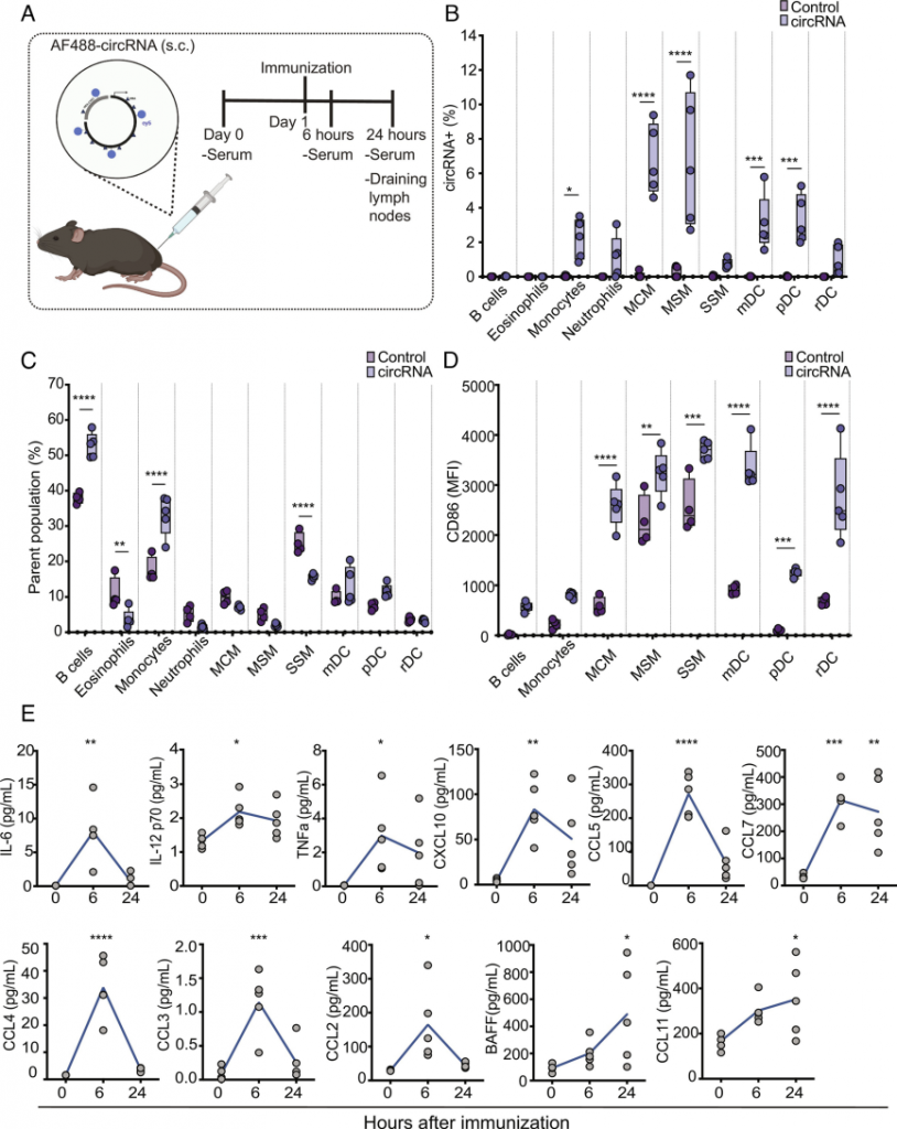 PNAS | 斯坦福大学Howard Y. Chang教授详解环状RNA疫苗诱导强效细胞免疫 – circRNA论坛