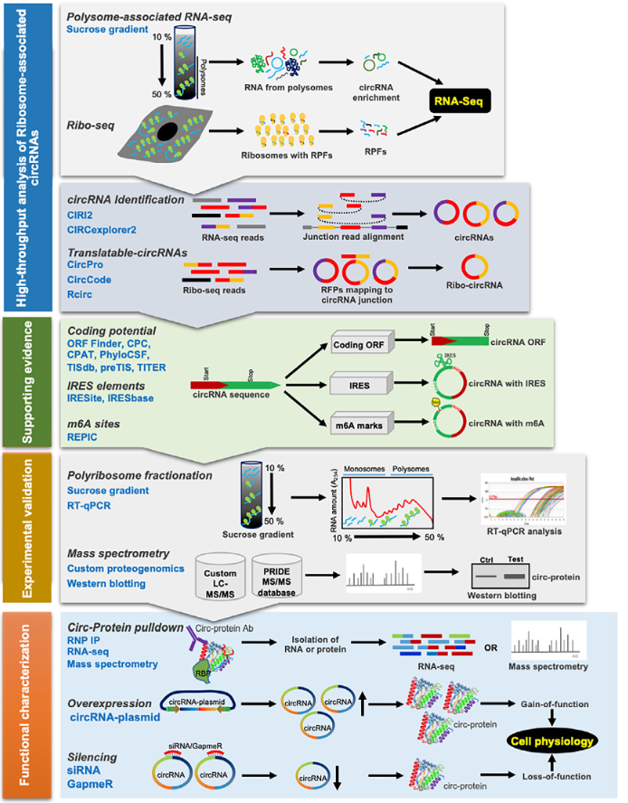 家人们，谁懂啊！环状RNA翻译现在上车还来得及吗？ – circRNA论坛