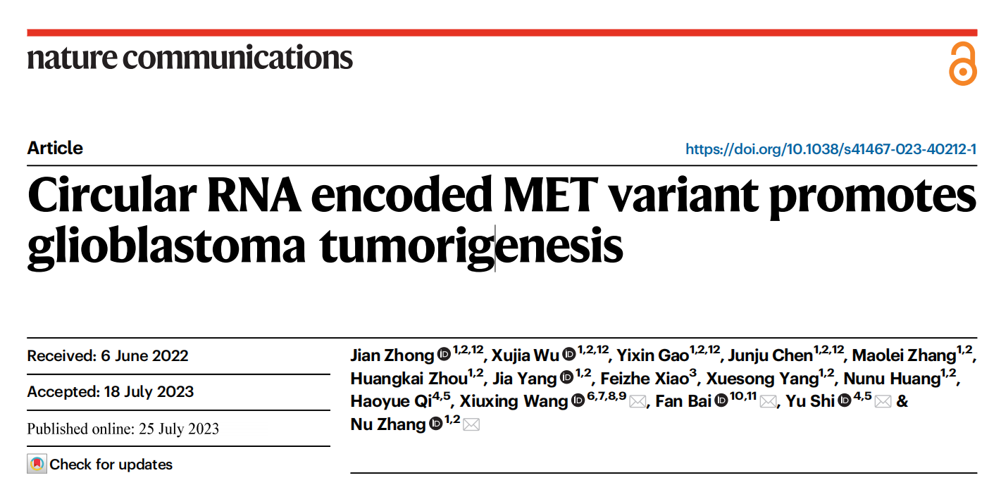 Nat Commun丨研究团队揭示环状RNA编码的MET变体促进胶质母细胞瘤的发生 – circRNA论坛