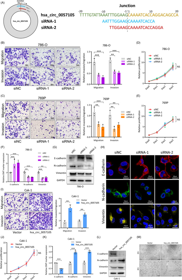 Clin Transl Med丨中山大学第一附属医院泌尿外科团队揭示环状RNA在动物肾细胞癌细胞中的双调控机制 – circRNA论坛