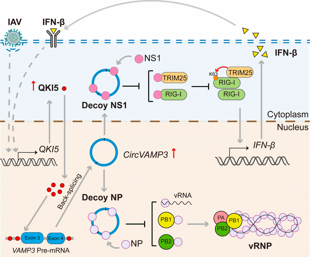 PLoS Pathog丨中国科学院微生物研究所团队揭示circVAMP3通过干扰NP和NS1蛋白来限制甲型流感病毒的复制 – circRNA论坛