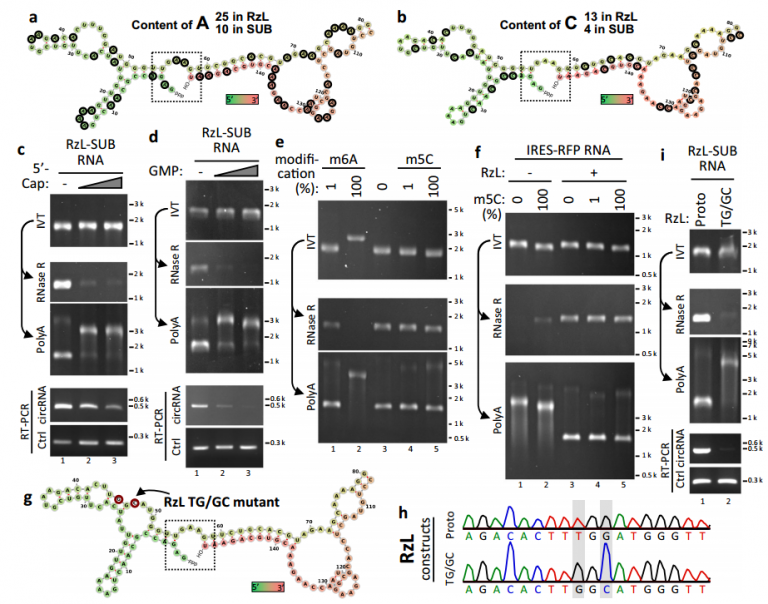 Nat Commun | 余佳益团队利用cis核酶合成的circRNA表达Cas13有效对抗RNA病毒 – circRNA论坛